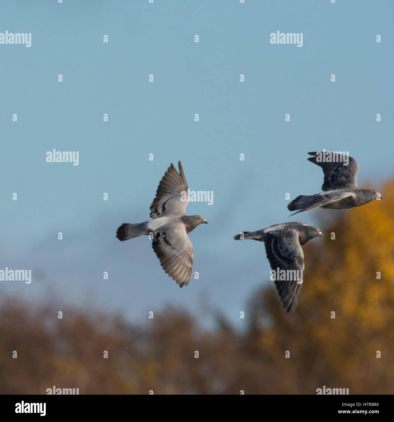 Tauben im flug -Fotos und -Bildmaterial in hoher Auflösung – Alamy