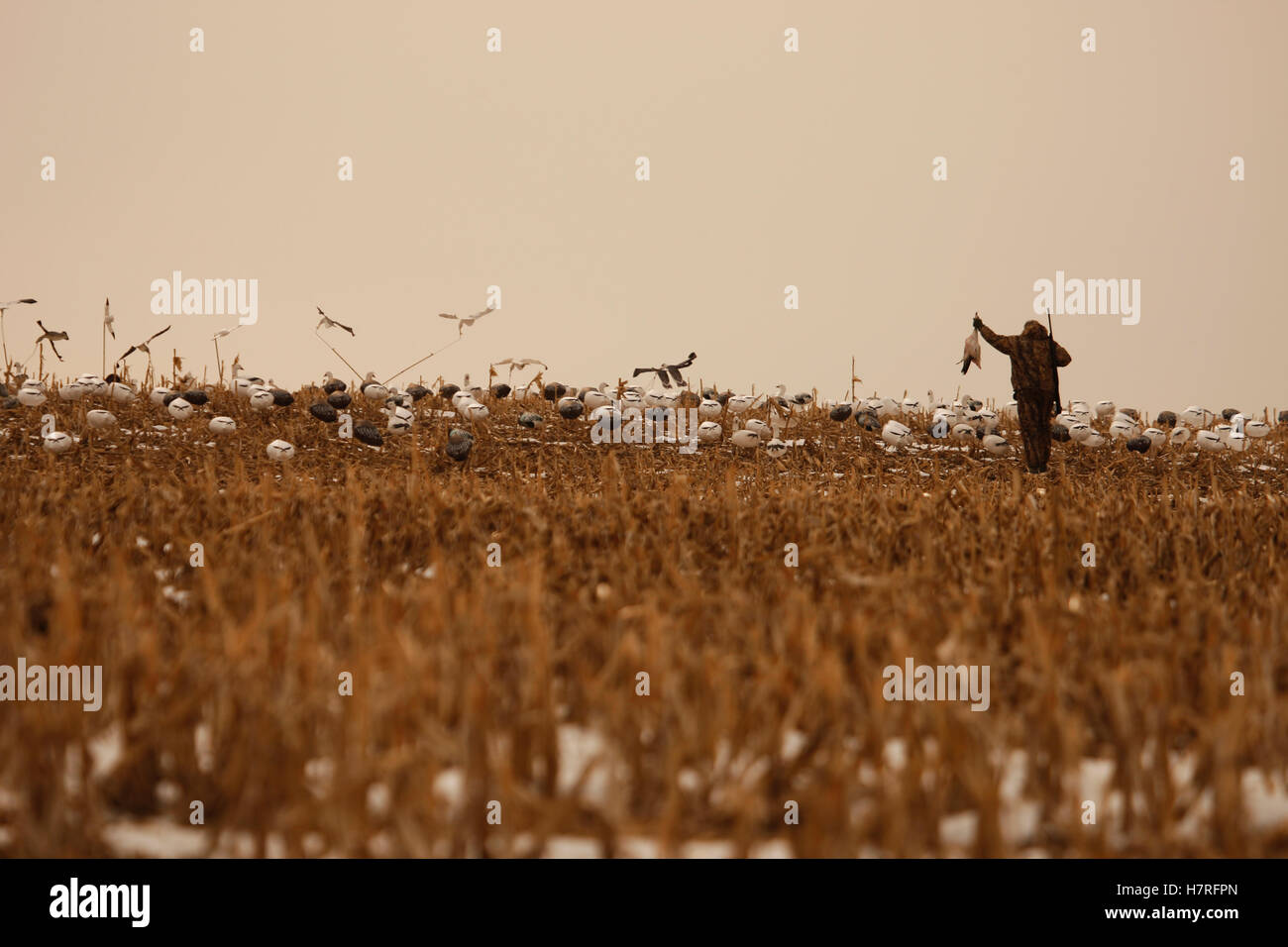 Gans lockvogel -Fotos und -Bildmaterial in hoher Auflösung – Alamy