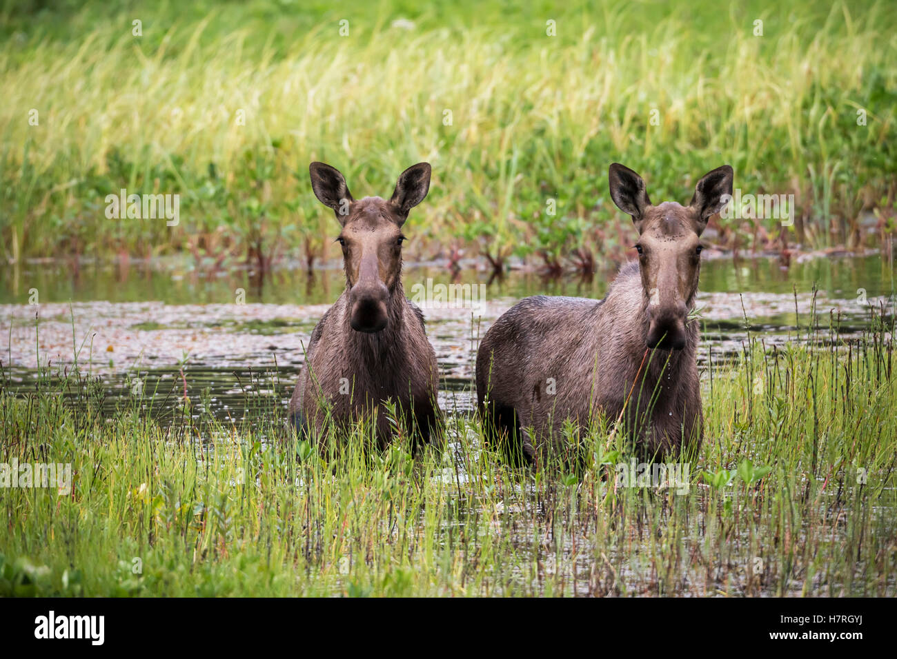 Two moose standing in water -Fotos und -Bildmaterial in hoher Auflösung ...