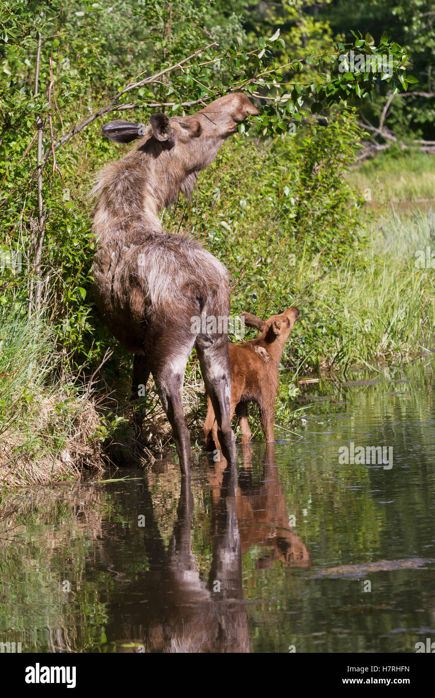 Elch Kalb mit Kuh (Alces Alces) am Cheney-See, Süd-Zentral-Alaska ...