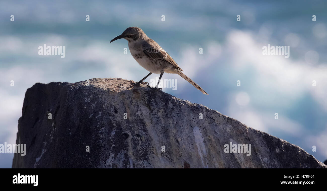 Eine spottdrossel -Fotos und -Bildmaterial in hoher Auflösung – Alamy