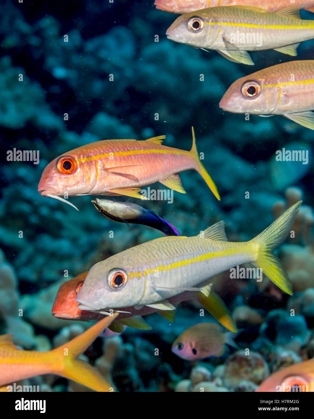 Gelbflossen-Ziegenfisch (Mulloidichthys Vanicolensis) wird von Einem ...