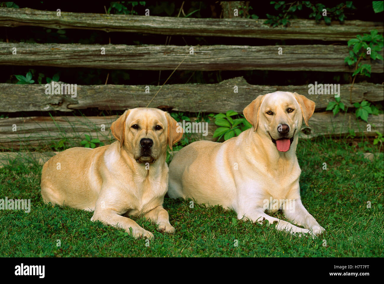 Gelber Labrador Retriever (Canis Familiaris) zwei Erwachsene Verlegung ...