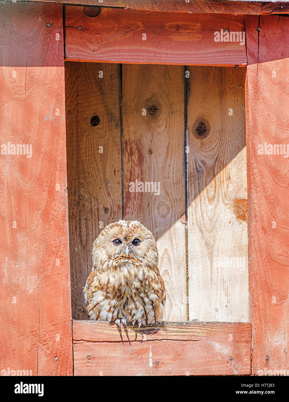 Holz eule nistkasten -Fotos und -Bildmaterial in hoher Auflösung – Alamy