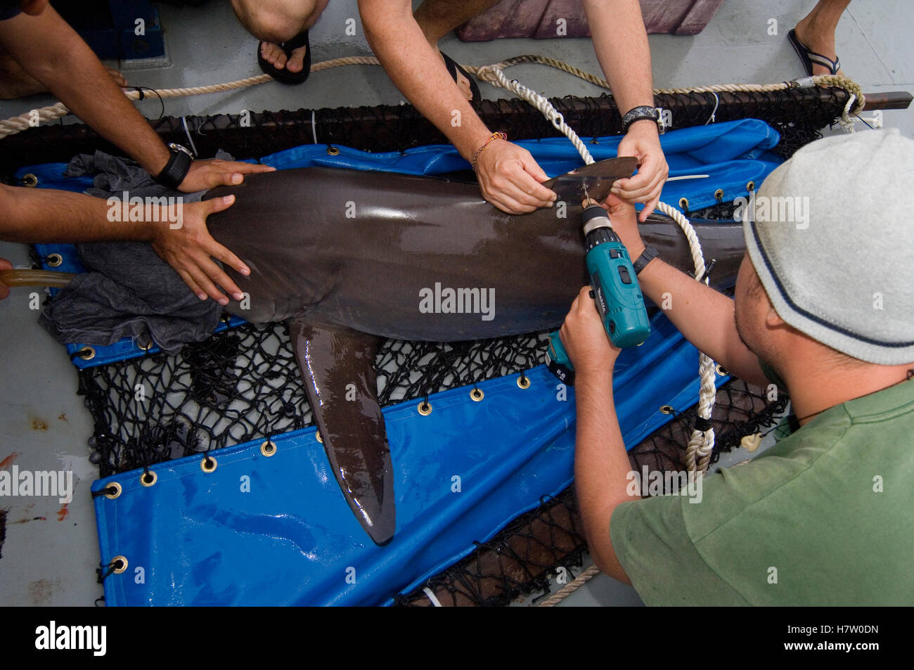 Seidige Hai (Carcharhinus Falciformis) Fotomarkierungen durch Forscher ...