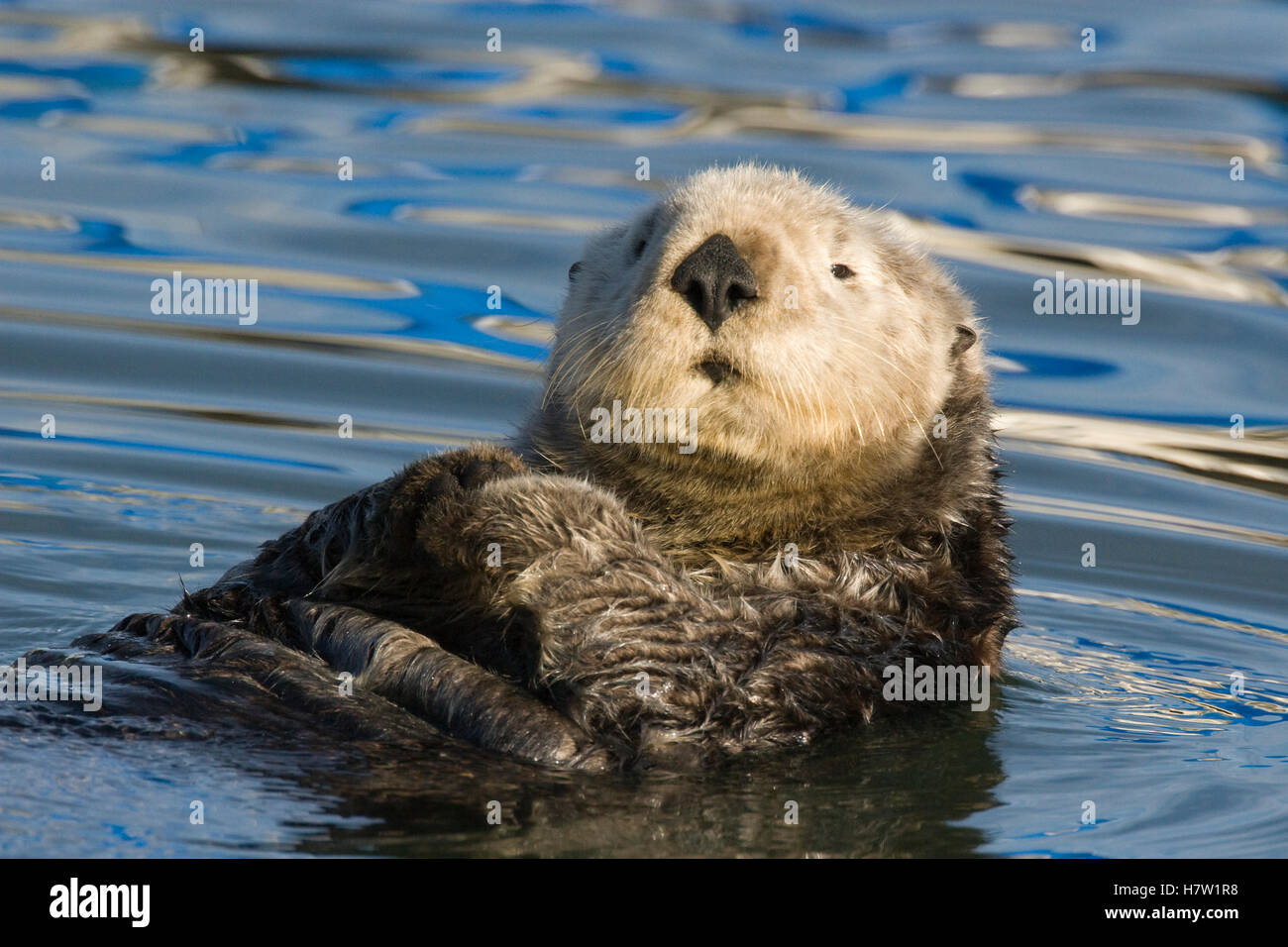 Seeotter (Enhydra Lutris), Elkhorn Slough, Monterey Bay, Kalifornien Stockfotografie - Alamy