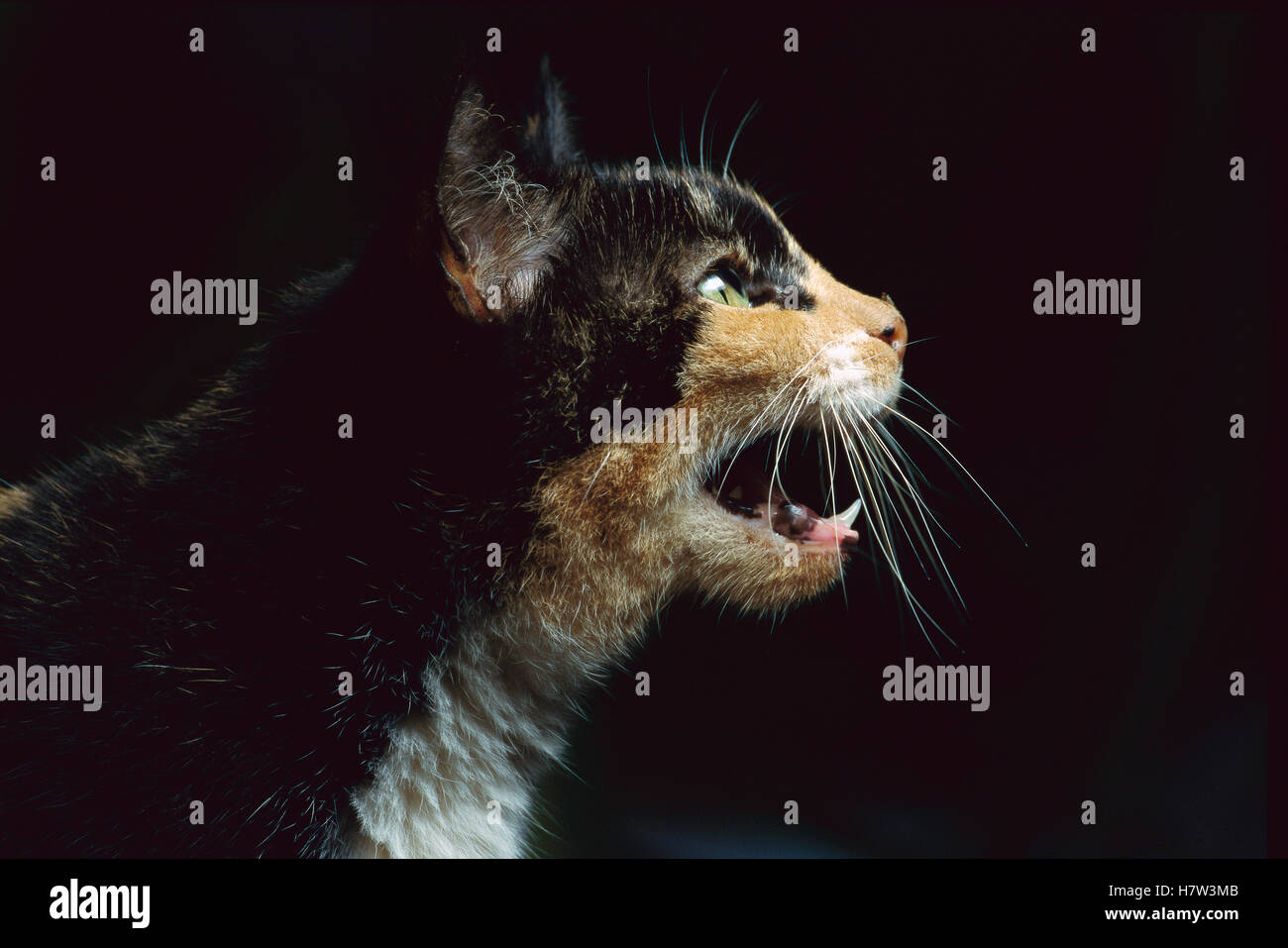 Inländische Katze (Felis Catus) Profil einer Katze miauen, betteln um ...