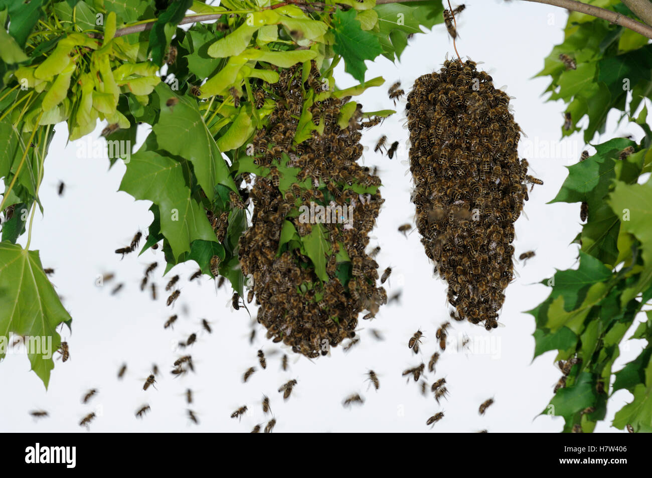 Honig Biene (Apis Mellifera) Schwarm, in den Prozess der Aufbau und ...