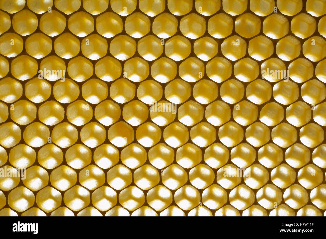 Honig Biene (Apis Mellifera) Wabenstruktur mit leeren Zellen ...