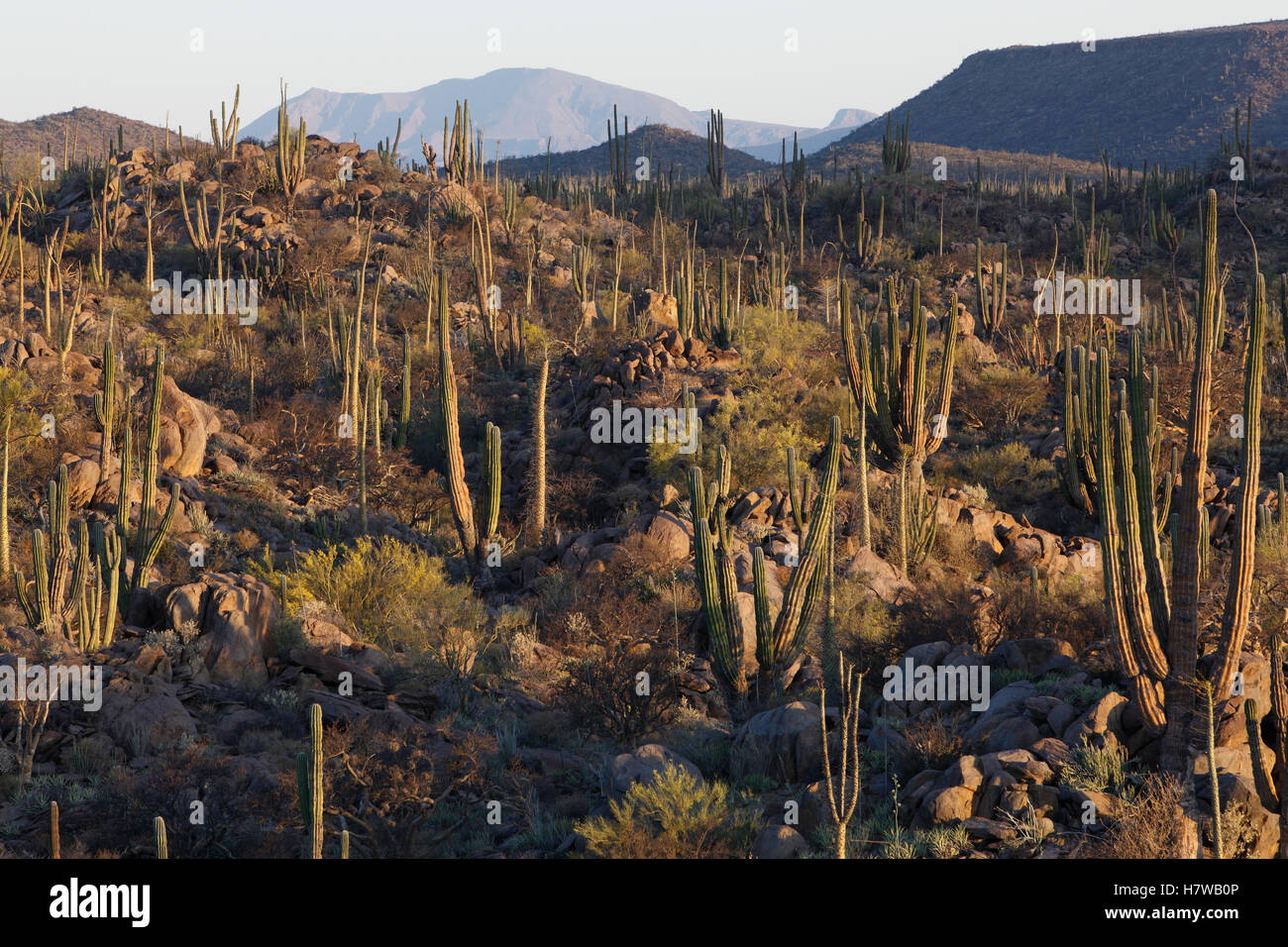 El vizcaino -Fotos und -Bildmaterial in hoher Auflösung – Alamy