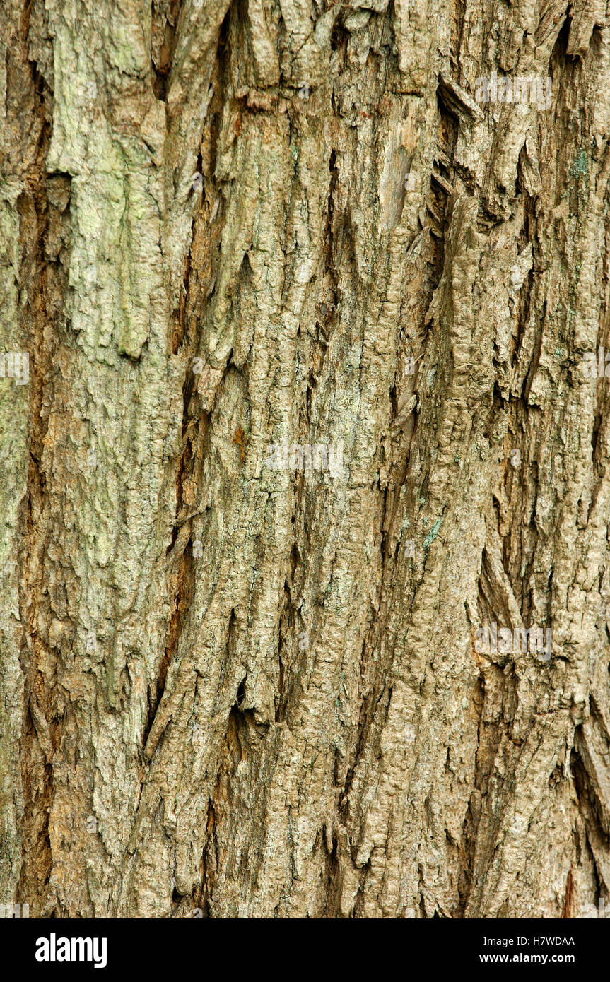 Robinie (Robinia Pseudoacacia) Rinde, Niederlande Stockfotografie - Alamy