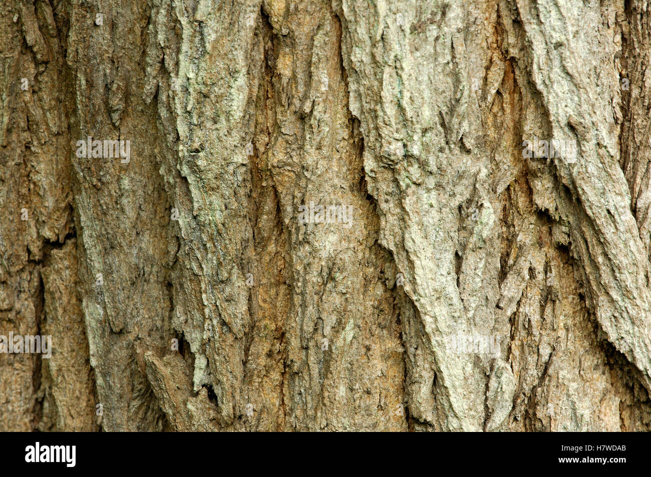 Robinie (Robinia Pseudoacacia) Rinde, Niederlande Stockfotografie - Alamy