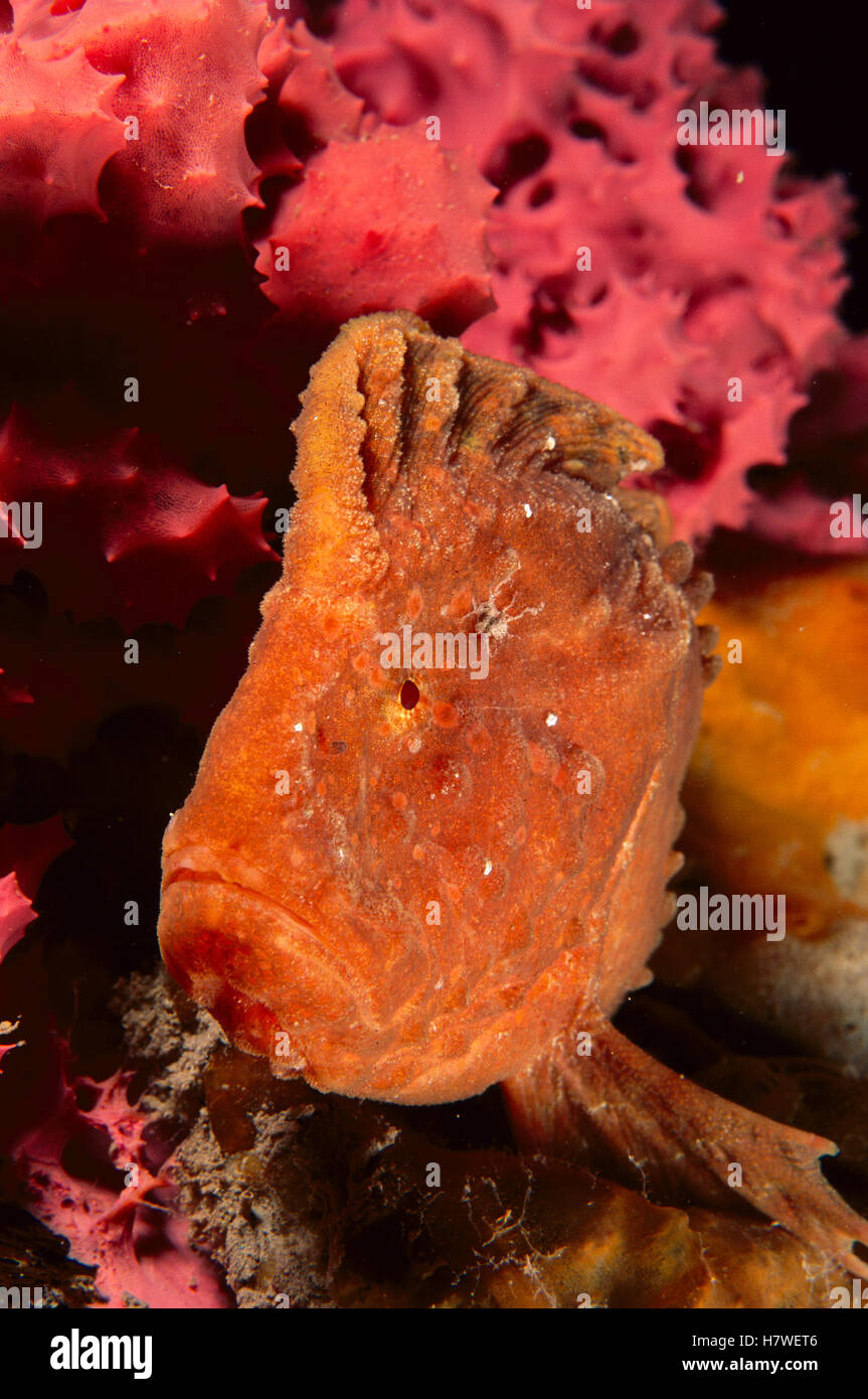 Warzige Prowfish (Aetapcus Maculatus) inmitten von Korallen, Australien ...