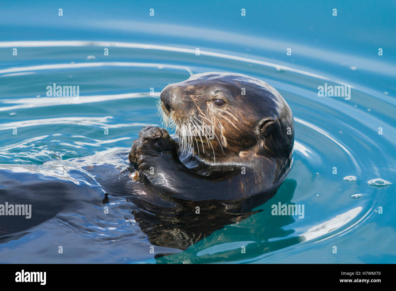 Ein Seeotter schwimmt in den kleinen Bootshafen von Whittier und nascht ...