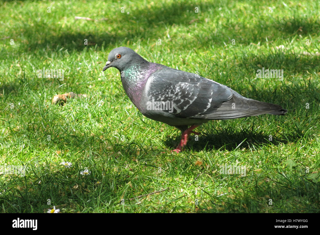 Tierwelt london -Fotos und -Bildmaterial in hoher Auflösung – Alamy