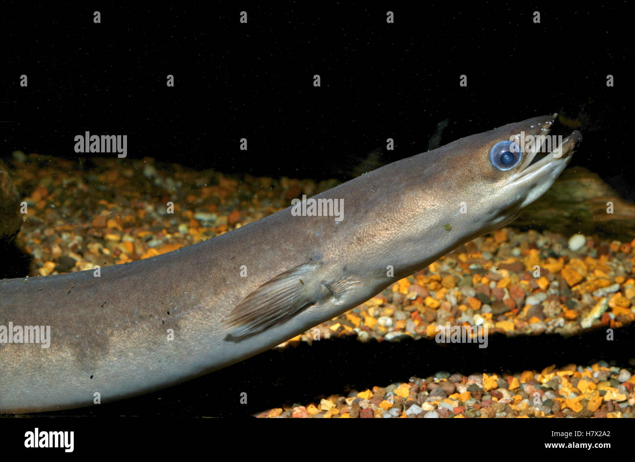 Amerikanischer aal anguilla rostrata -Fotos und -Bildmaterial in hoher ...