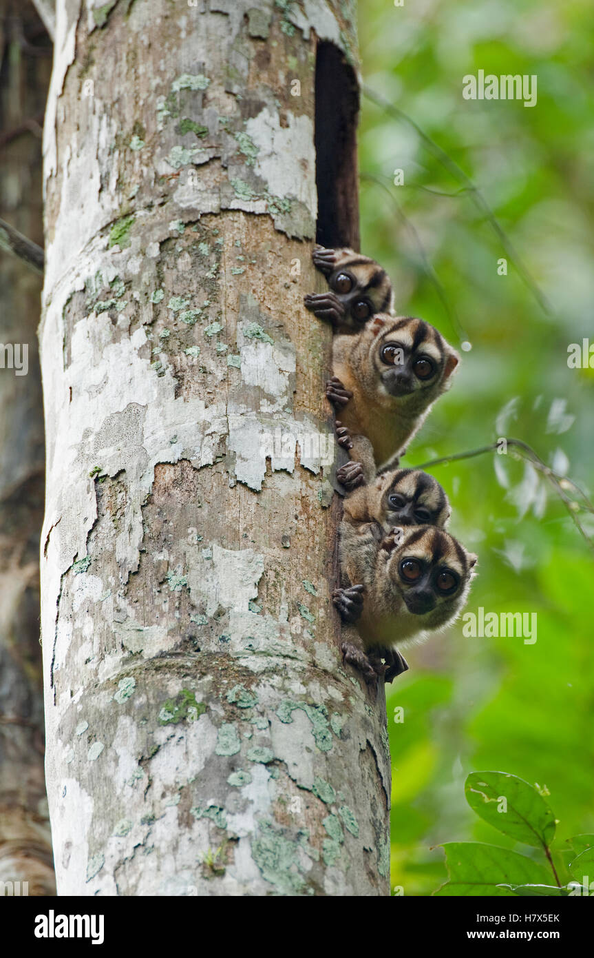 Spix Night Monkey (Aotus Vociferans) Gruppe aus Baumhöhle, Amazonas ...