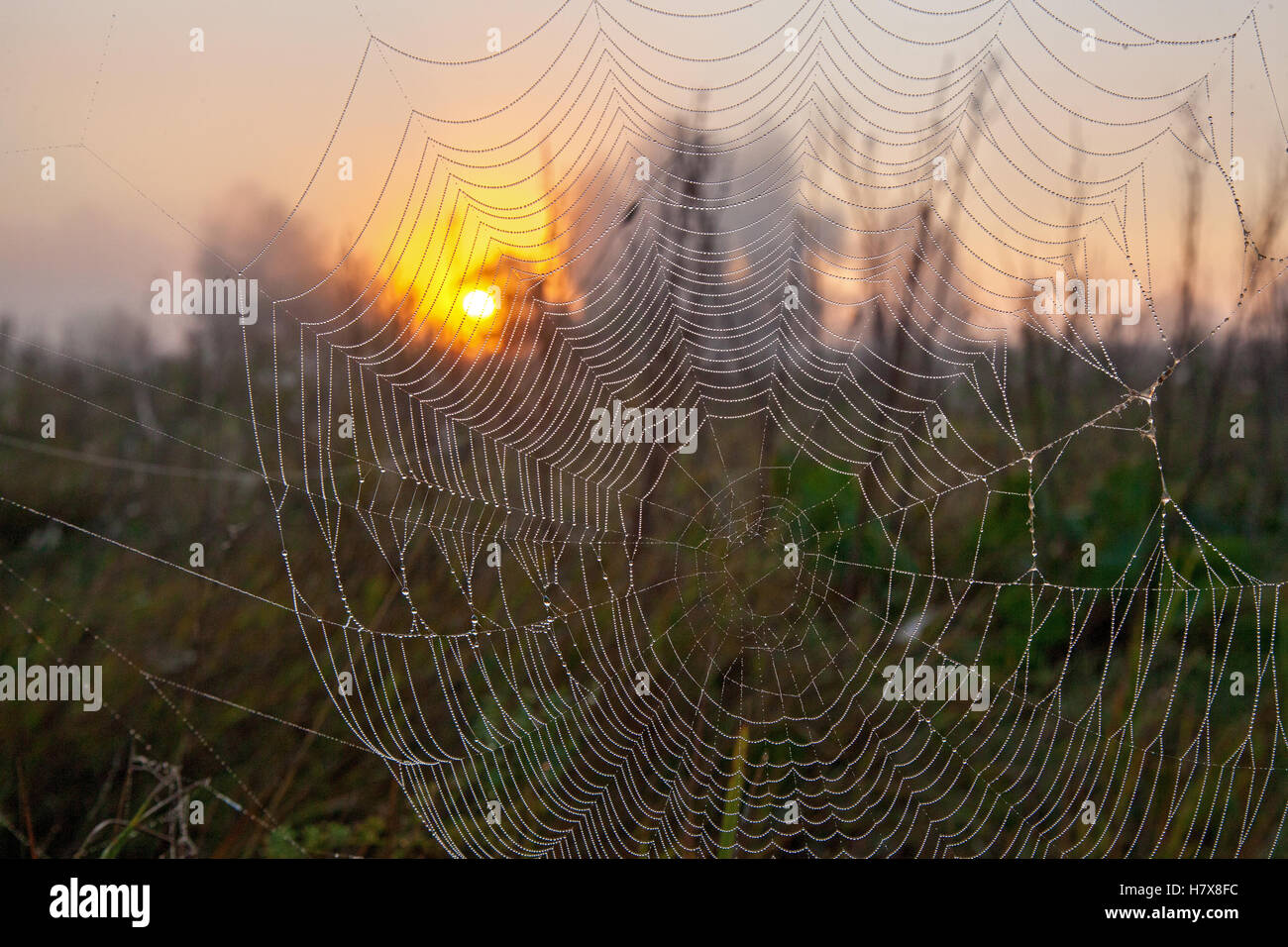 Das Netz der Spinne. Die Nahaufnahme des Web einer Spinne im Freien im ...