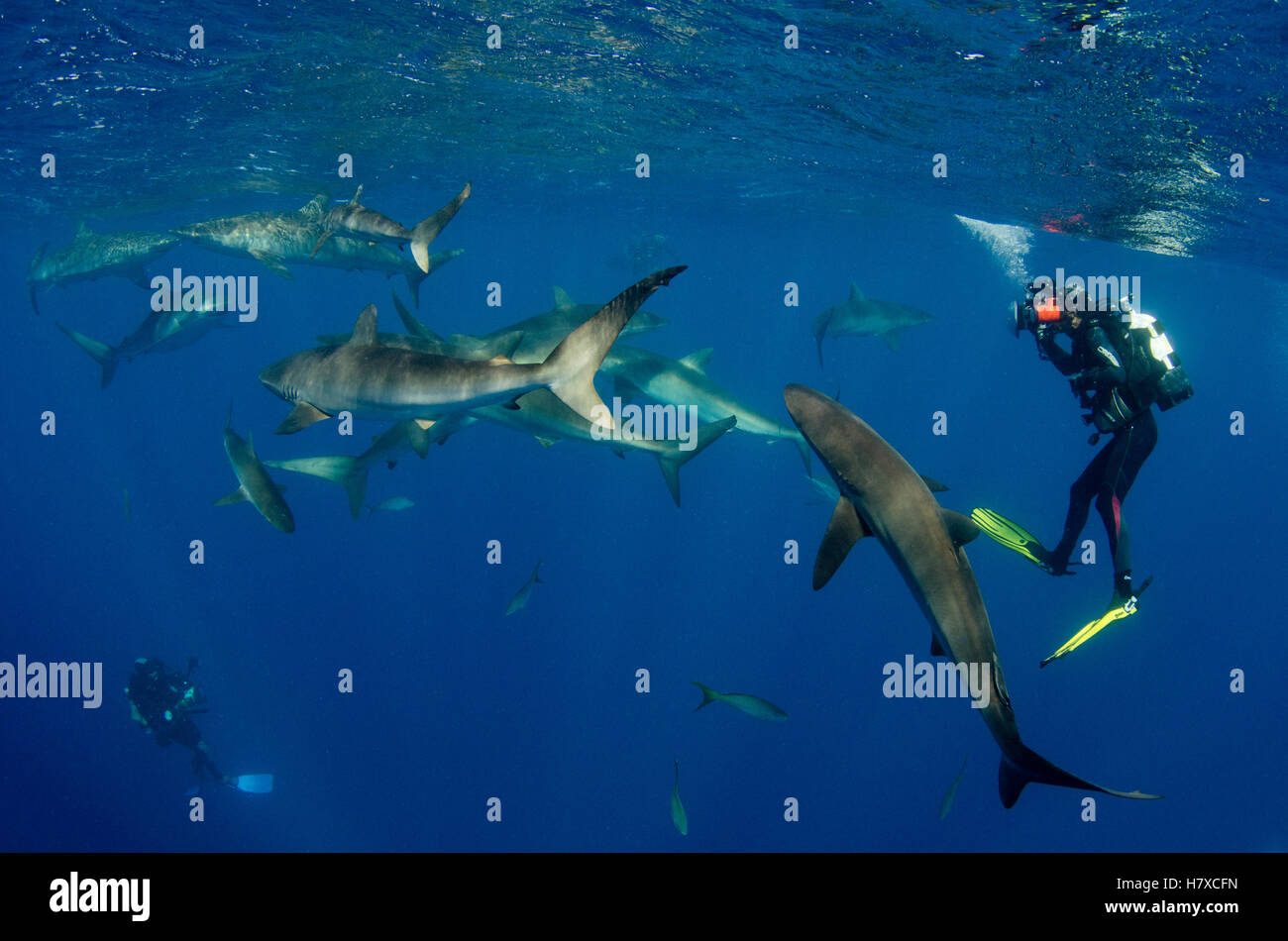Seidige Hai (Carcharhinus Falciformis) Gruppe und Taucher, Jardines De ...