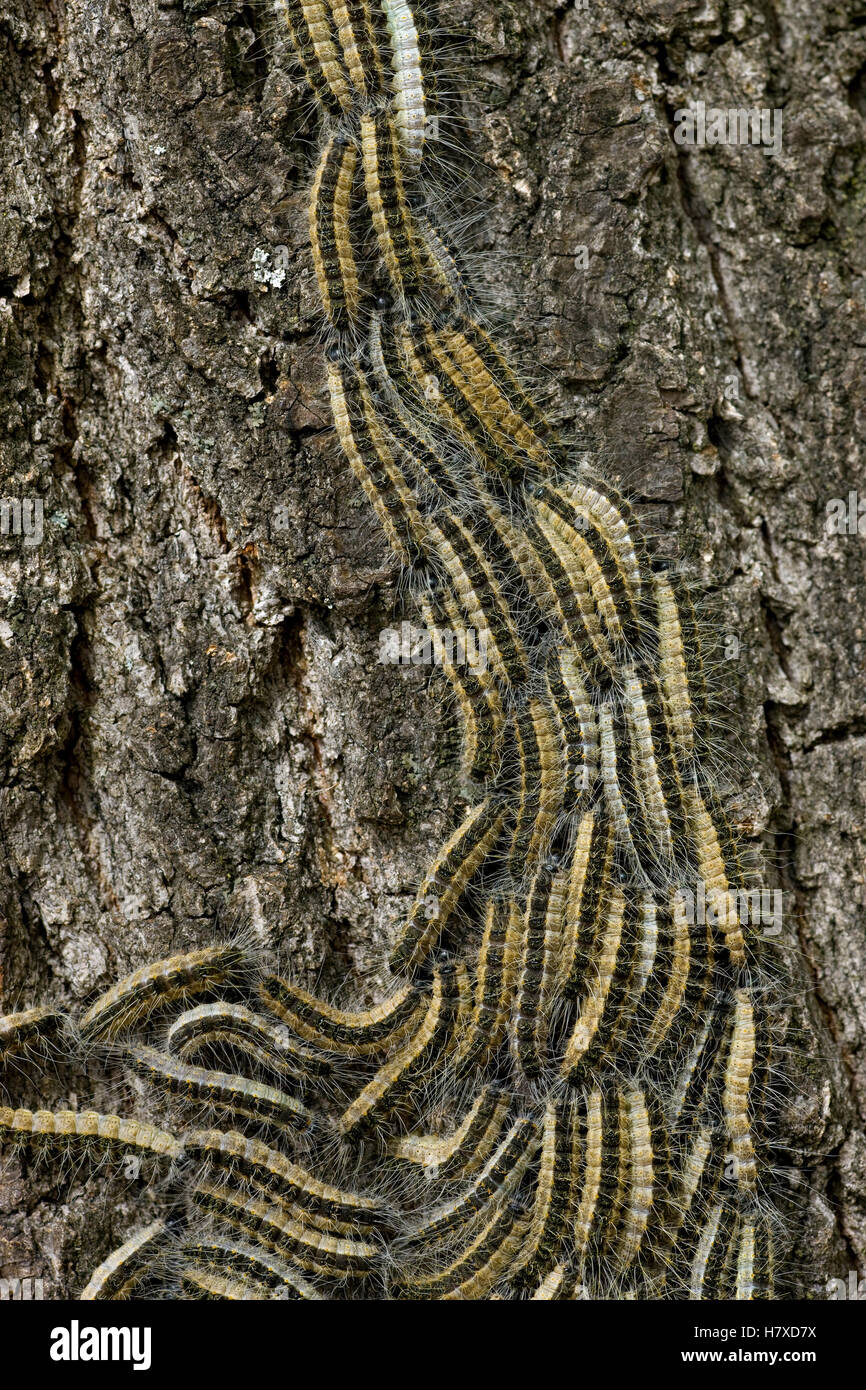 Eiche Eichenprozessionsspinner (Thaumetopoea Processionea) Raupen an ...