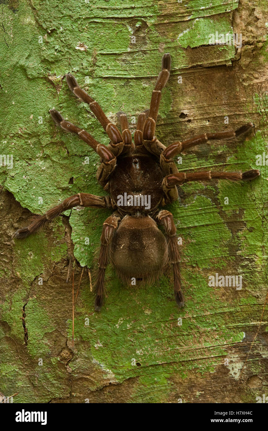 Goliath Bird-eating Spider (Theraphosa Blondi), Rewa River, Guyana ...