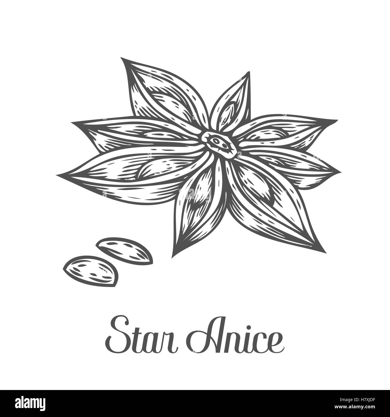 Anis Stern Blume Reispflanze. Handgezeichnete Skizze-Vektor ...