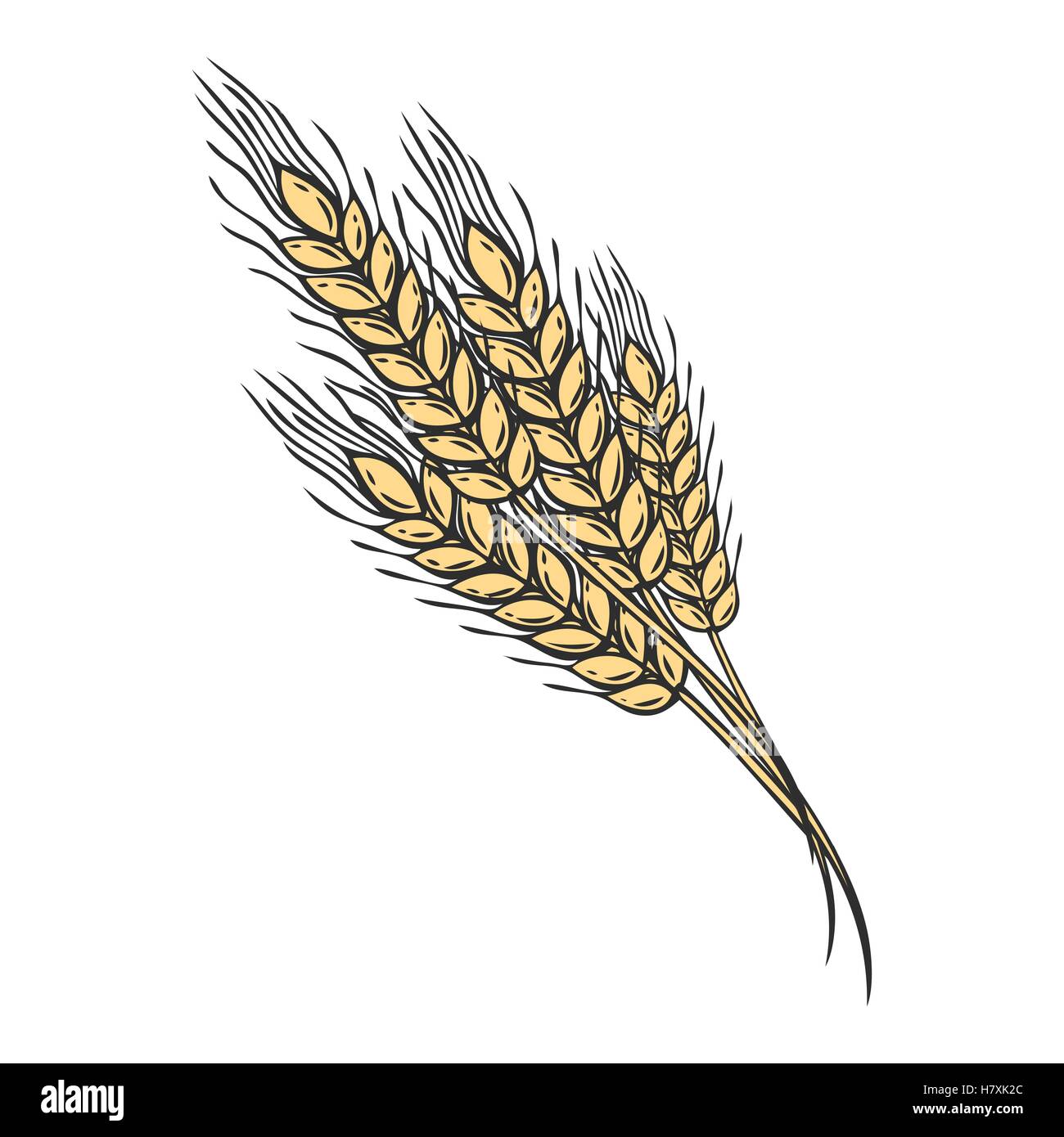 Weizen hand gezeichnet -Fotos und -Bildmaterial in hoher Auflösung – Alamy