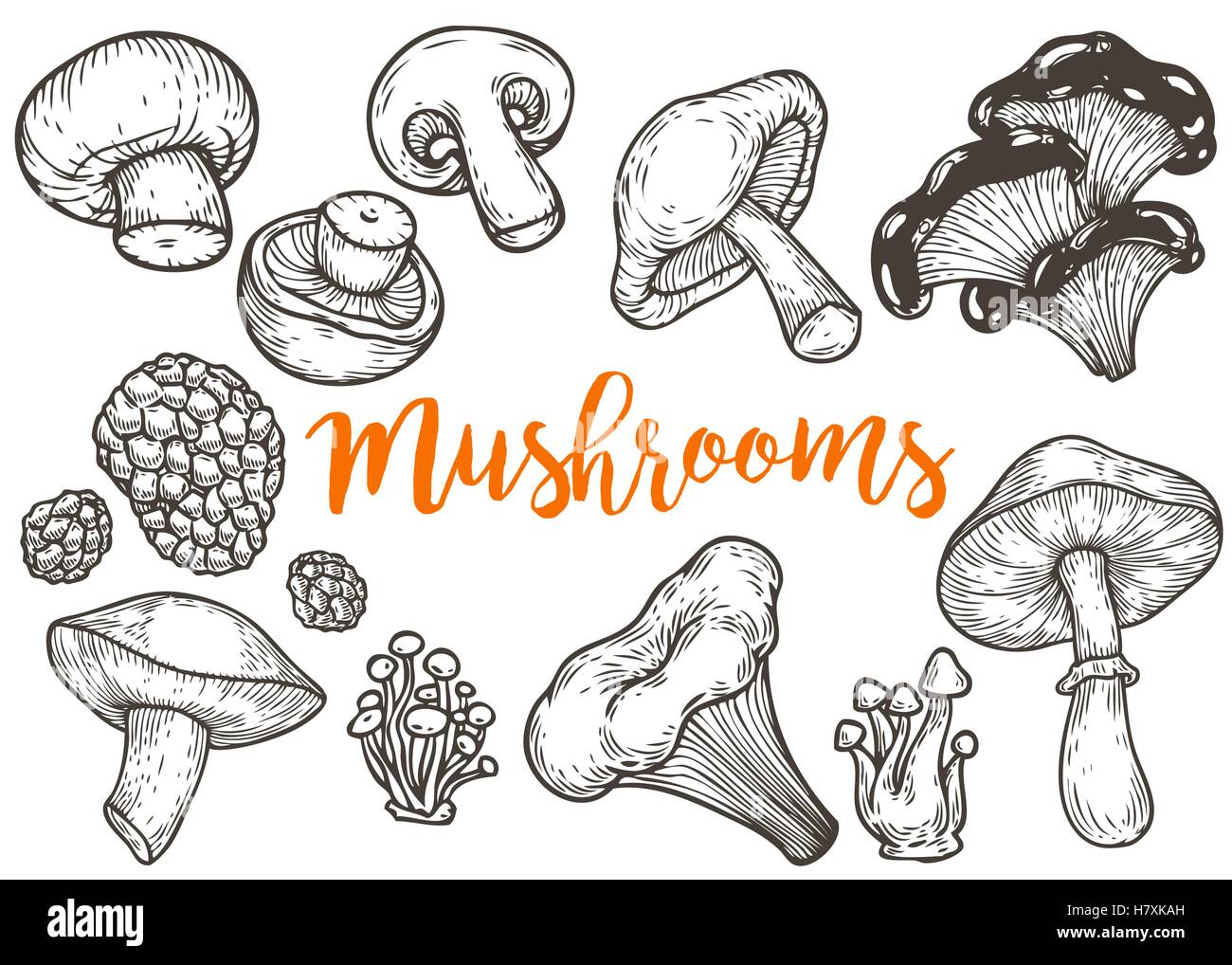 Mushroom illustration drawing engraving line Stock-Vektorgrafiken ...