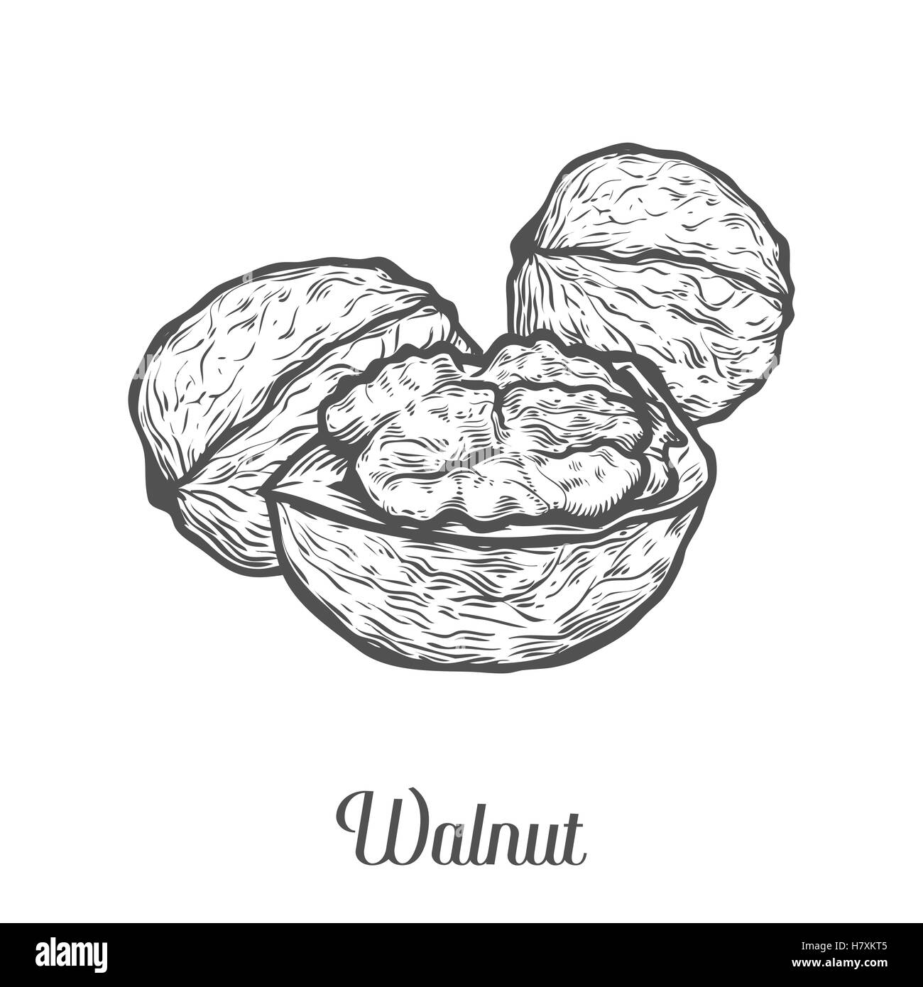 Nuss Nuss Samen Vektor. Isoliert auf weißem Hintergrund. Walnuss ...