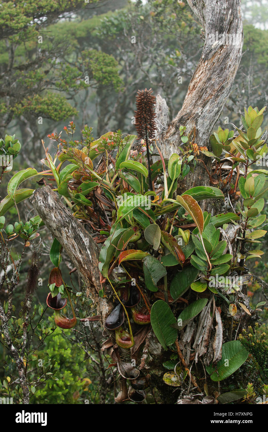 Low Kannenpflanze (Nepenthes Lowii) Epiphyten, Gunung Murud Pulong Tau ...
