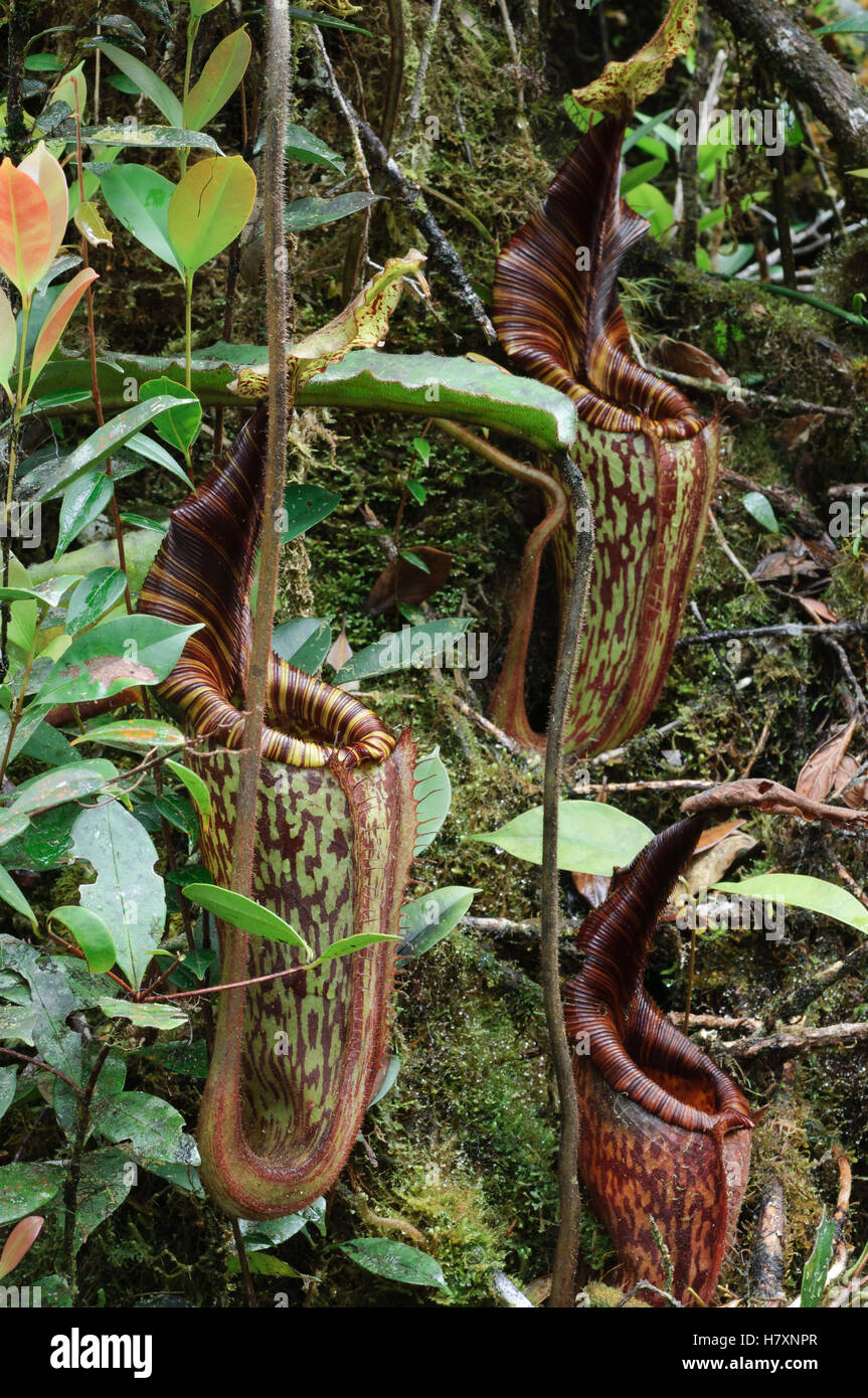 Kannenpflanze (Nepenthes Hurrelliana) Kannen, Gunung Murud Pulong Tau ...