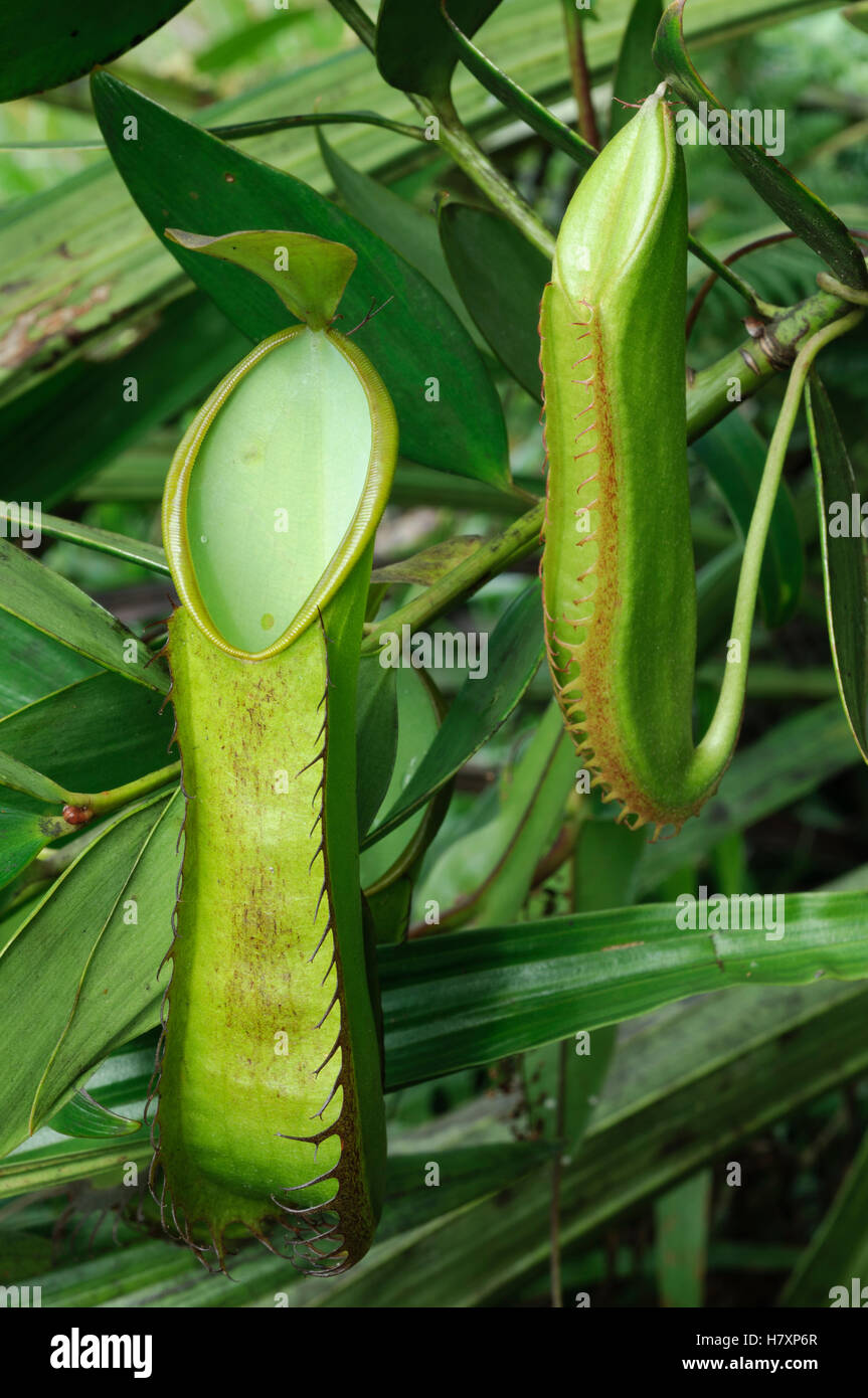 Kannenpflanze (Nepenthes Tentaculata) obere Kannen, Pulong Tau ...