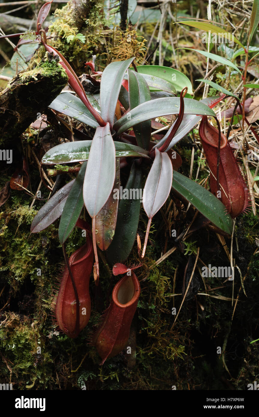 Kannenpflanze (Nepenthes Mirabilis) Rosette Krüge, Pulong Tau ...
