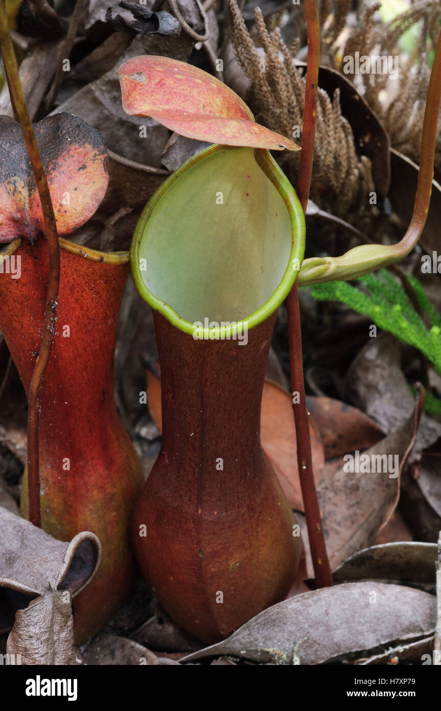Die Reinwardt Kannenpflanze (Nepenthes Reinwardtiana) unteren Krug ...