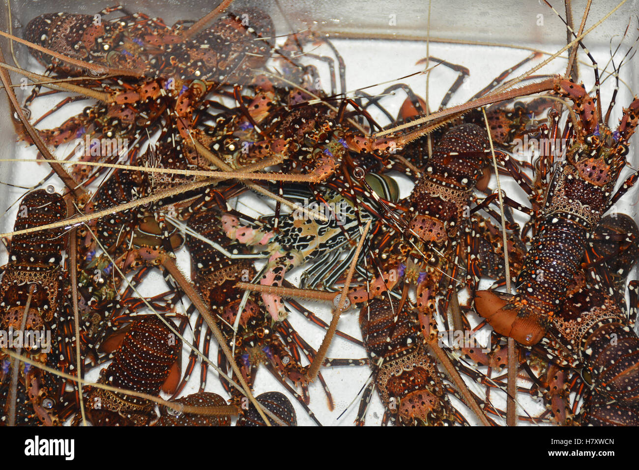 Lobster fishing in caribbean sea -Fotos und -Bildmaterial in hoher ...
