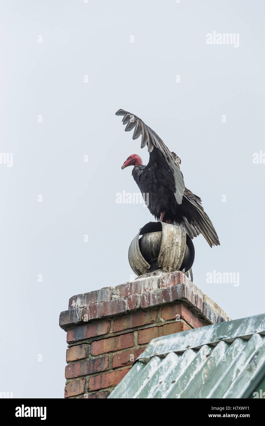 Truthahngeier in den wolken -Fotos und -Bildmaterial in hoher Auflösung ...