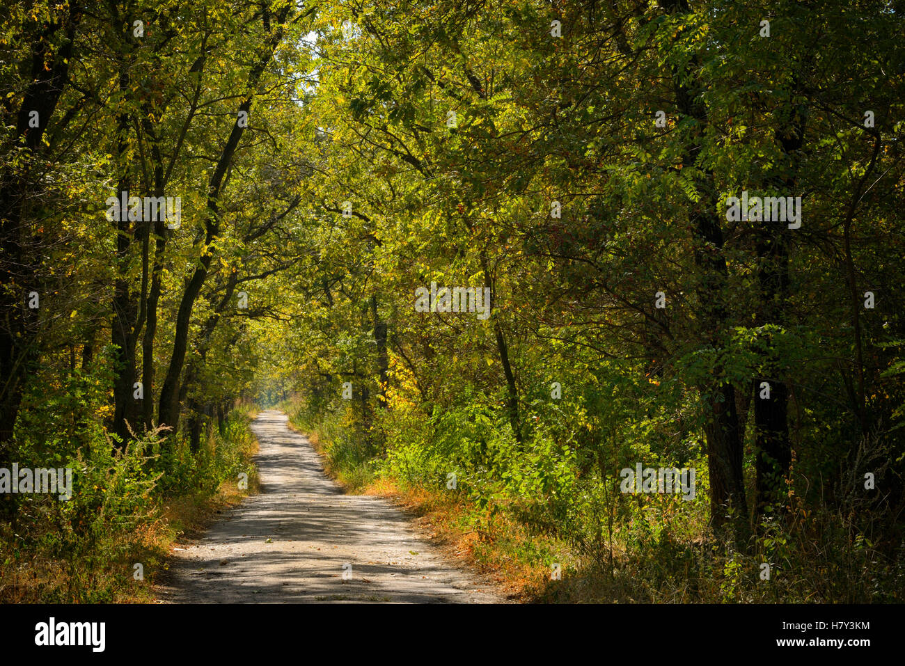 Eichen wald -Fotos und -Bildmaterial in hoher Auflösung – Alamy