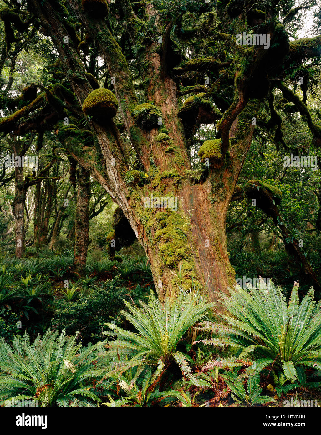 Totara (Podocarpus Totora) Baum, Rakiura National Park, Neuseeland ...