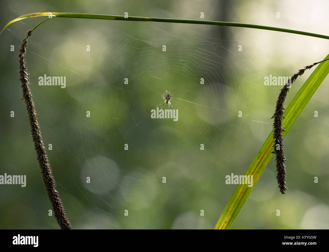 Meta sp -Fotos und -Bildmaterial in hoher Auflösung – Alamy