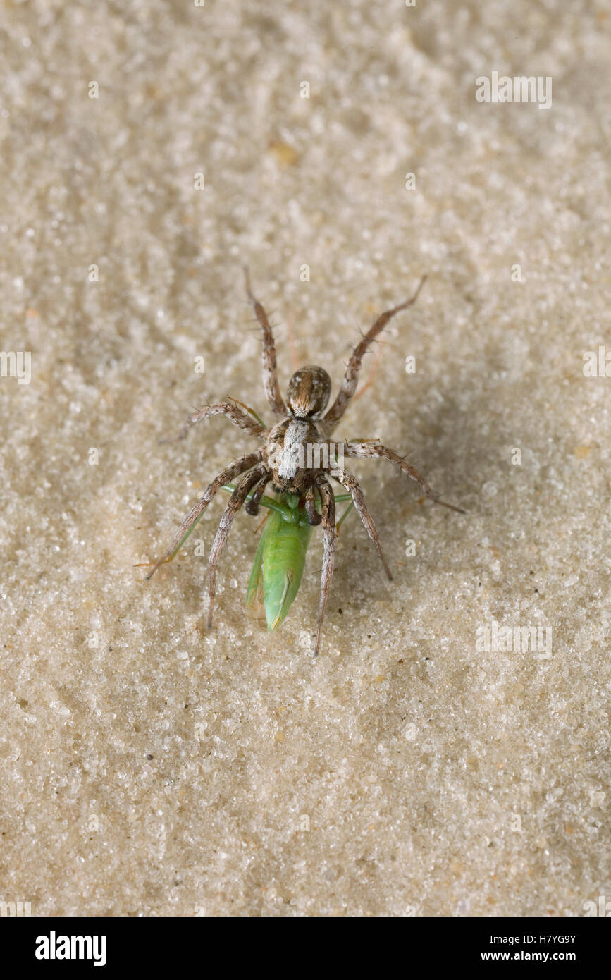 Wolfspinne (Xerolycosa Miniata) Männchen mit Beute, Camber Sands ...