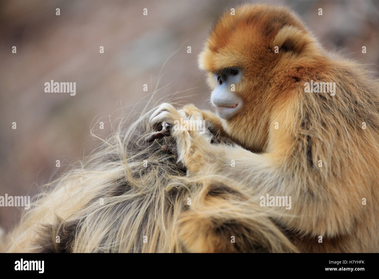 Golden Snub-nosed Affe (Rhinopithecus Roxellana) weibliche Pflege ...