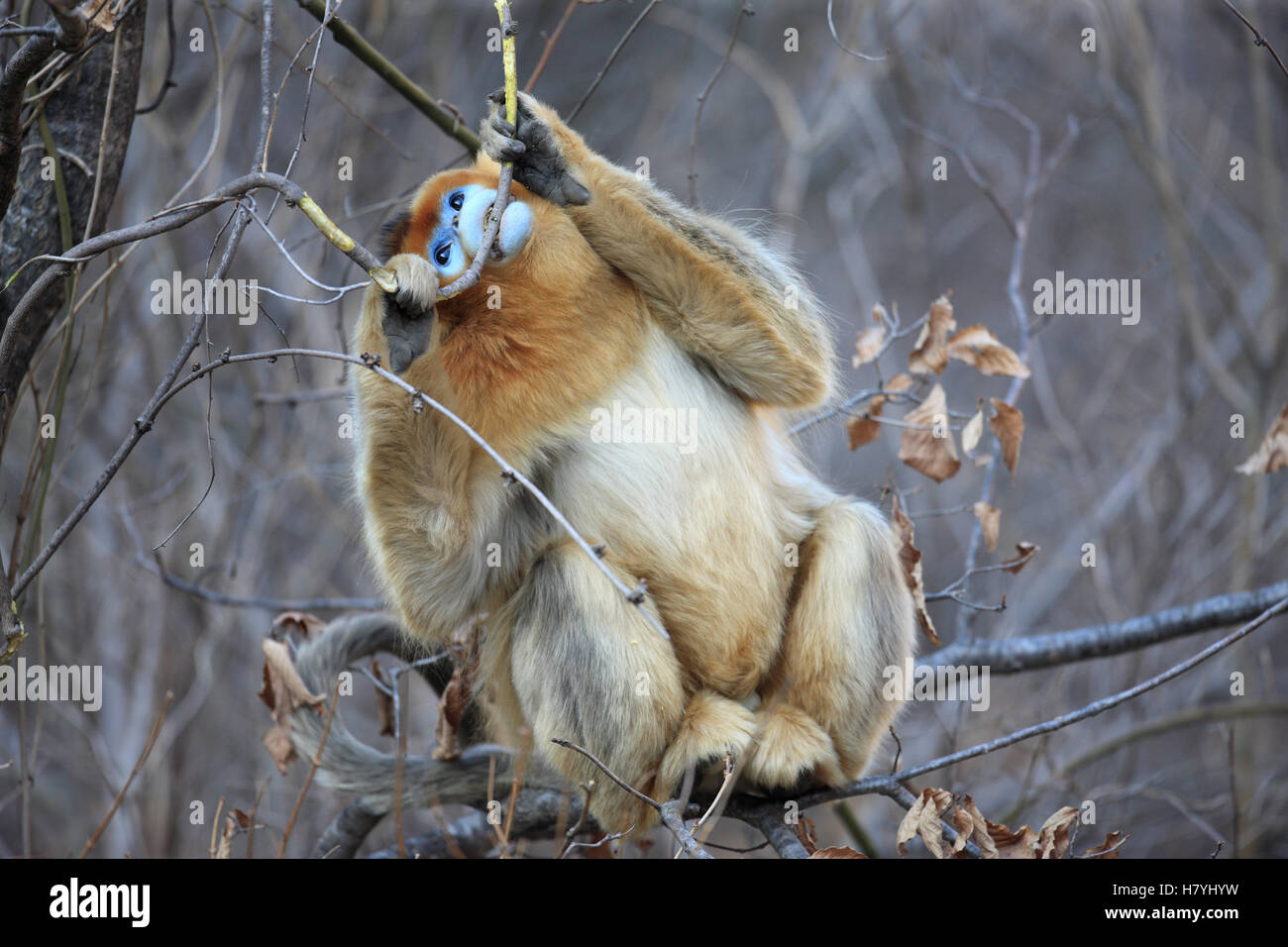 Golden Snub-nosed Affe (Rhinopithecus Roxellana) männlich Essen Rinde ...