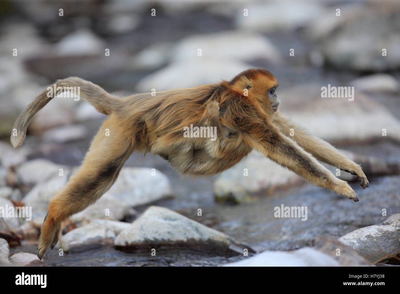 Golden Snub-nosed Affe (Rhinopithecus Roxellana) Weibchen mit jungen ...