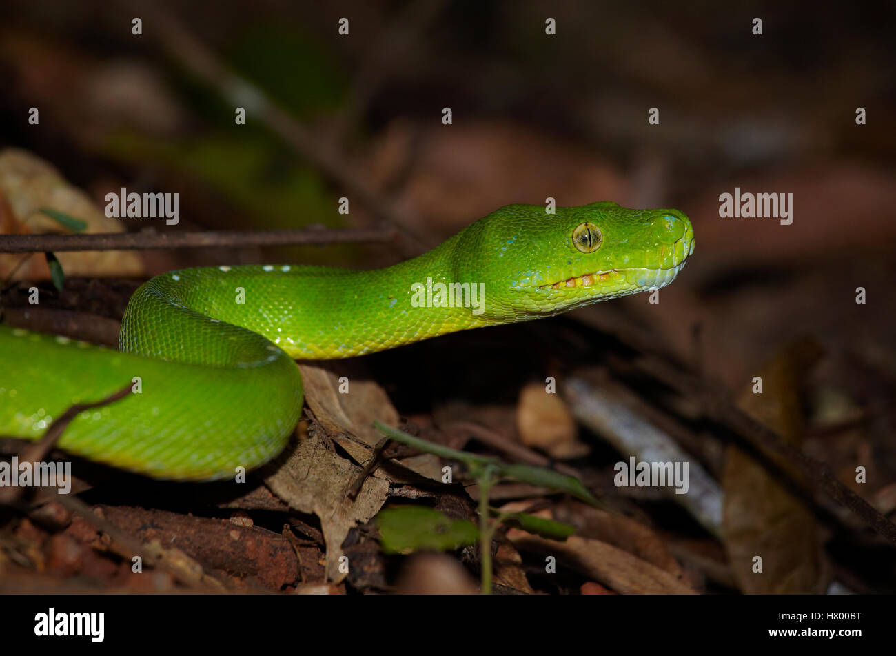 Grüner Baumpython (Morelia Viridis), Iron Range, Cape York Halbinsel ...