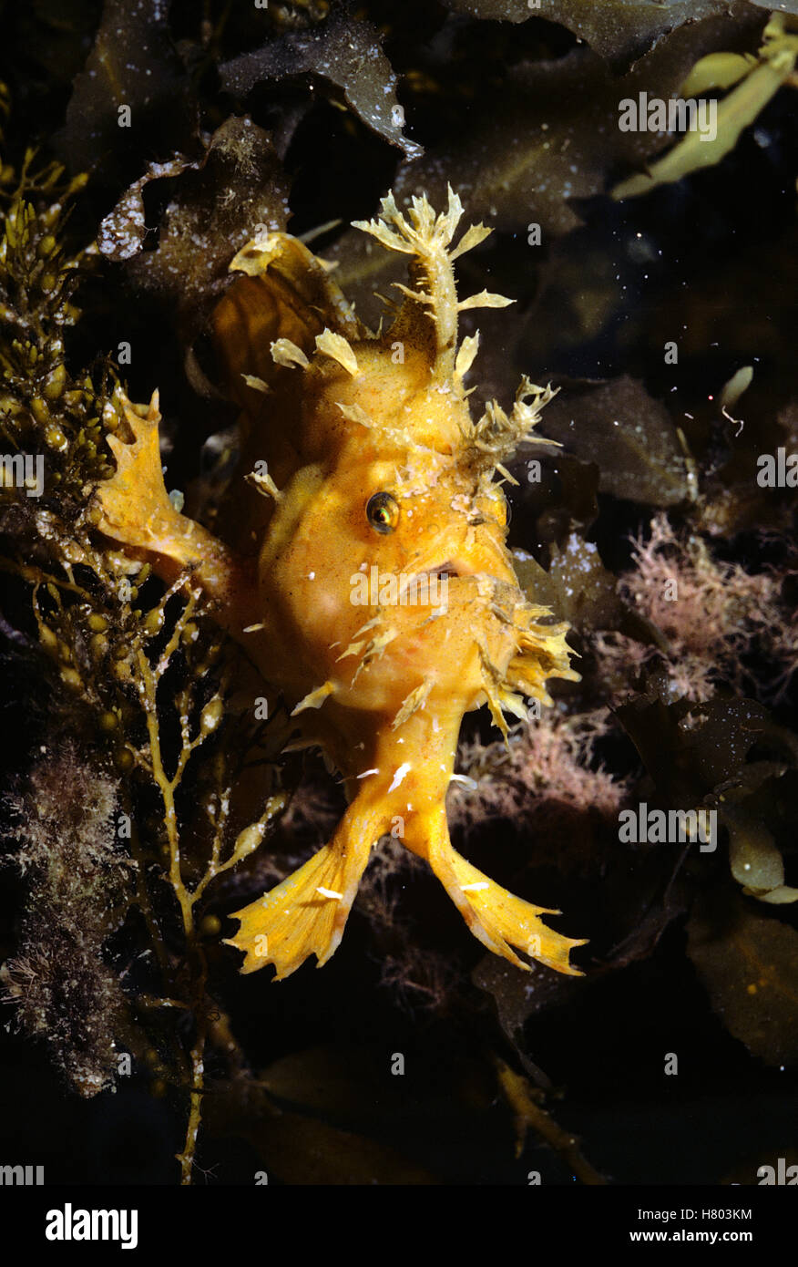 Sargassum Anglerfisch (Histrio Histrio) in Sargassum Unkraut, Nord ...