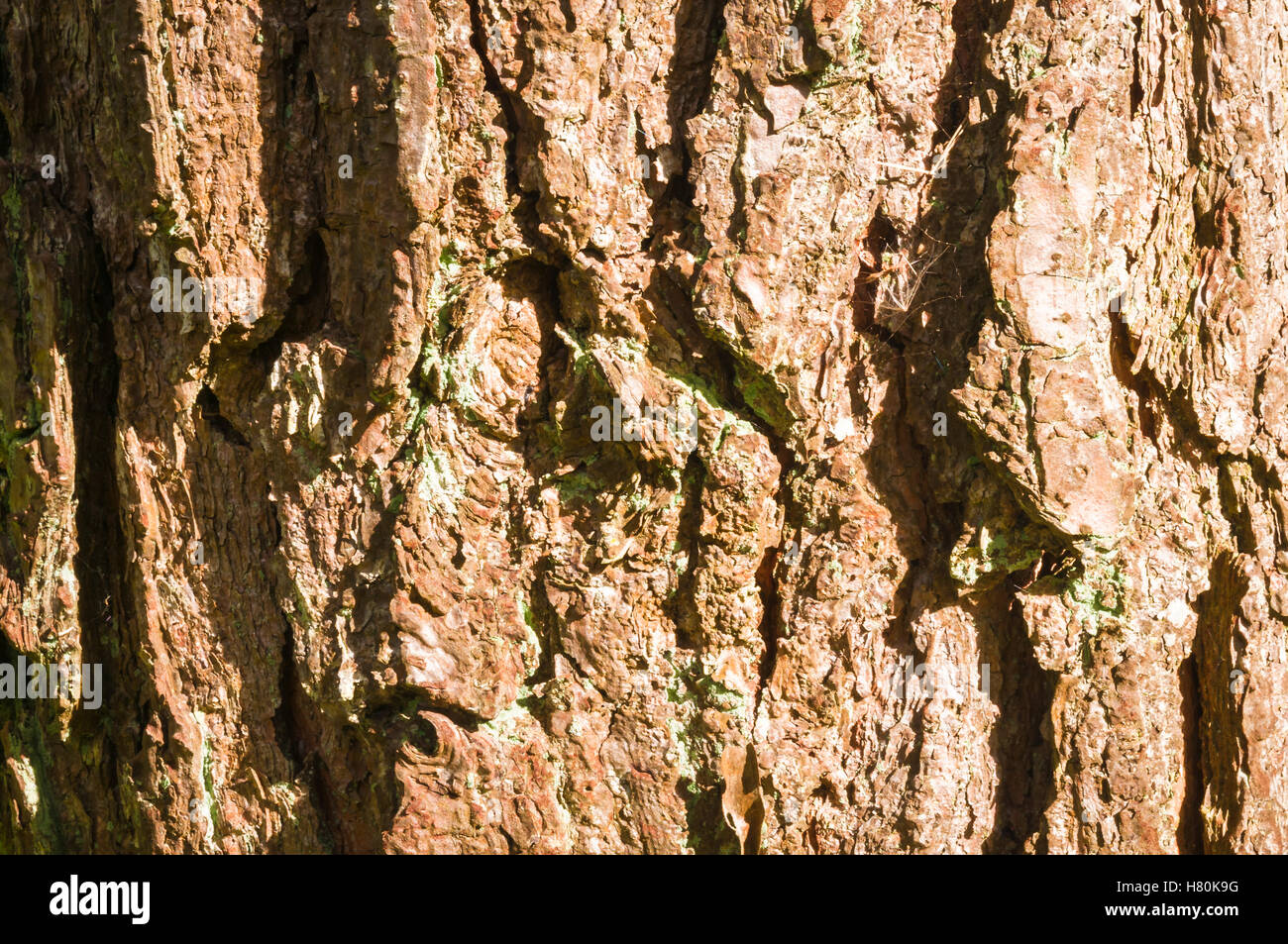 Dicke Rinde Stockfotos und -bilder Kaufen - Alamy