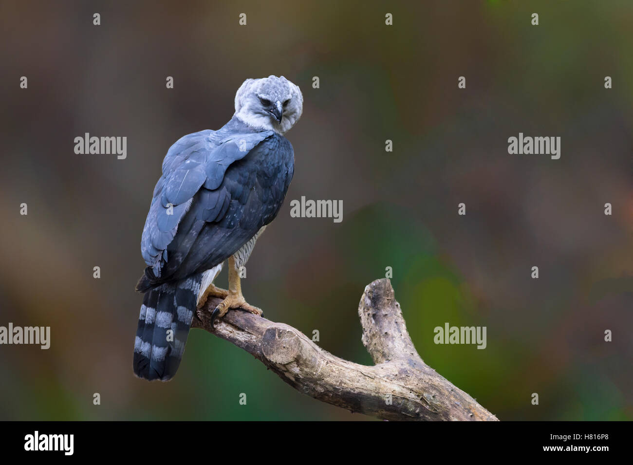 Harpia harpyia -Fotos und -Bildmaterial in hoher Auflösung – Alamy