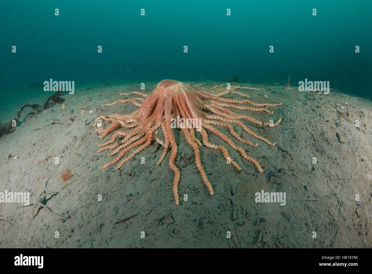 Palmer Station, Antarktis Sonne Seestern (Labidiaster Annulatus ...