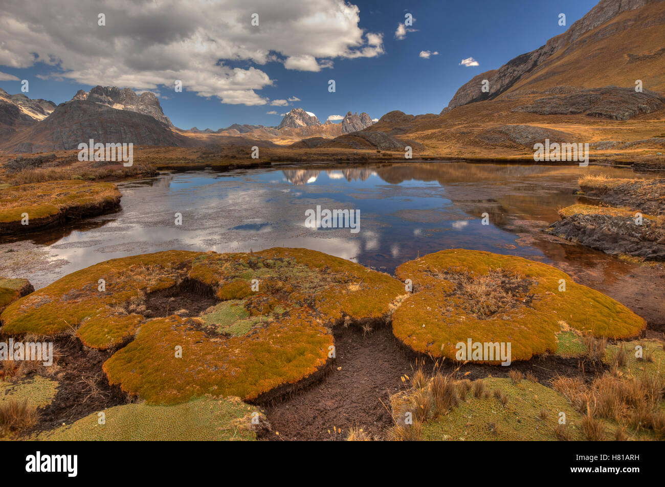 Distichia (Distichia Muscoides) Kissen Pflanzen- und Wegerich (Plantago ...