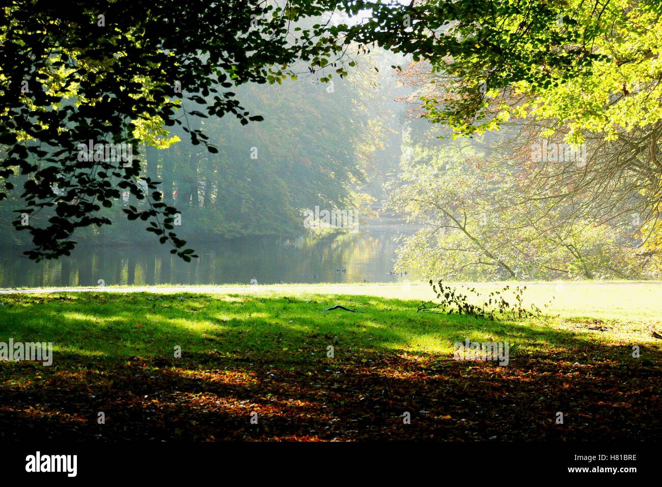 Haagse bos -Fotos und -Bildmaterial in hoher Auflösung – Alamy